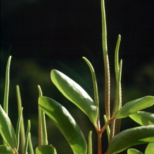 Peperomia (Peperomia Wheeleri) Plant Care & How to Grow, Water