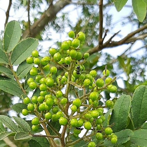 Pera Glabrata Care Guide: Water, Soil & Propagation - Plantiary