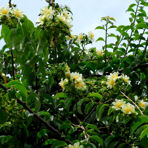 Ginseng Ficus (Ficus Microcarpa) Plant Care & How to Grow, Water