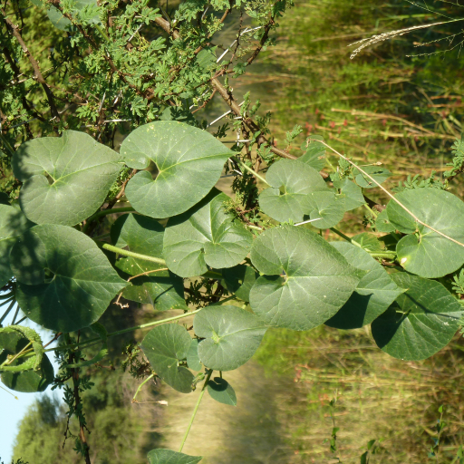 Pergularia (Pergularia Daemia) Plant Care & How to Grow, Water