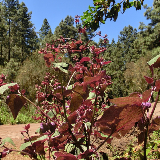 Common Cineraria (Pericallis Cruenta) Plant Care & How to Grow, Water