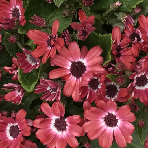 Florist's Cineraria (Pericallis × Hybrida) Plant Care & How to Grow, Water