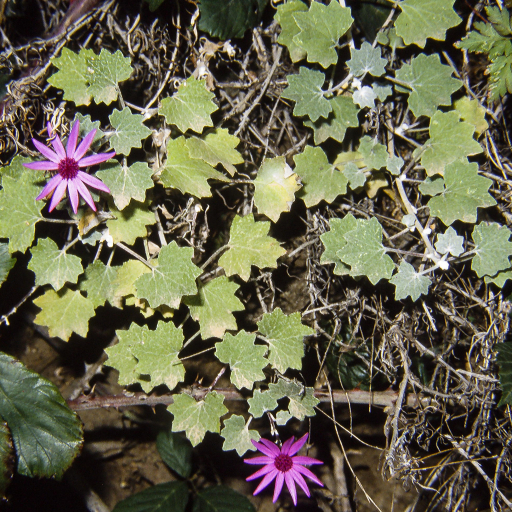 Senetti (Pericallis Lanata) Plant Care & How to Grow, Water