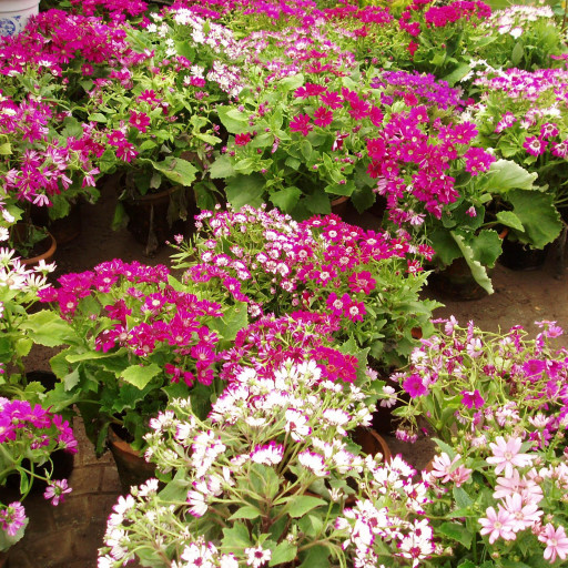 Florist's Cineraria (Pericallis X Hybrida) Plant Care & How to Grow, Water