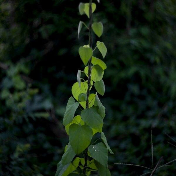 Native Grapes (Pericampylus Glaucus) Plant Care & How to Grow, Water