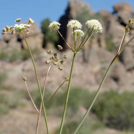 California Yampah (Perideridia Californica) Plant Care & How to Grow, Water