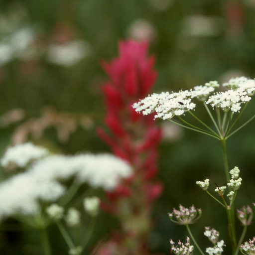 Alpine Rose (Rosa Pendulina) Plant Care & How to Grow, Water