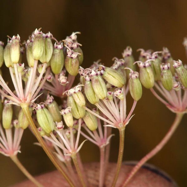Lemmon's Yampah (Perideridia Lemmonii) Plant Care & How to Grow, Water