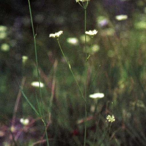 Parish's Yampah (Perideridia Parishii) Plant Care & How to Grow, Water