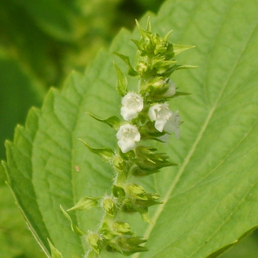 Perilla (Perilla Frutescens) Plant Care & How to Grow, Water