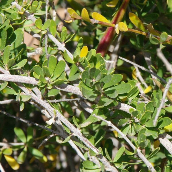 African Wolfbane (Periploca Angustifolia) Care Guide: Water, Soil ...