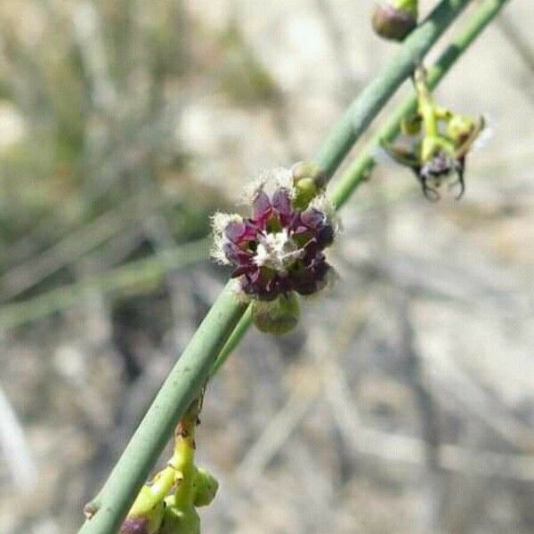 Periploca Aphylla Plant Care & How to Grow, Water