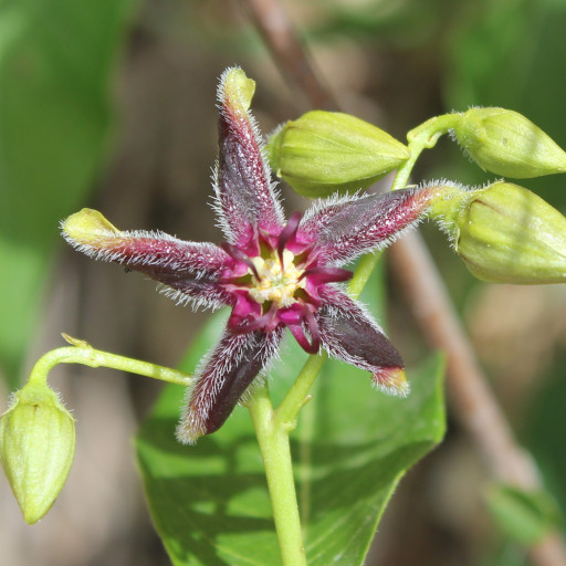 Silkvine (Periploca Graeca) Plant Care & How to Grow, Water