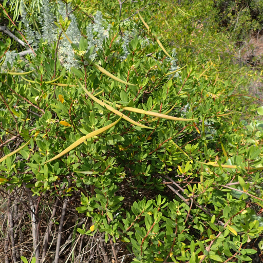 Hallab (Periploca Laevigata) Plant Care & How to Grow, Water