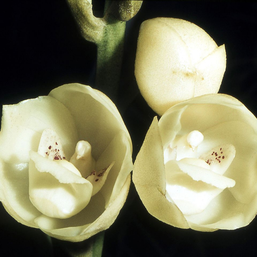 Holy Ghost Orchid (Peristeria Elata) Plant Care & How to Grow, Water