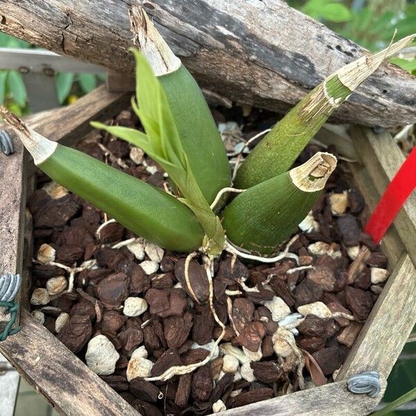 Peristeria Pendula Plant Care & How to Grow, Water