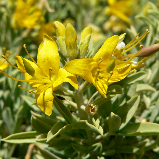 Peritoma Arborea Plant Care & How to Grow, Water