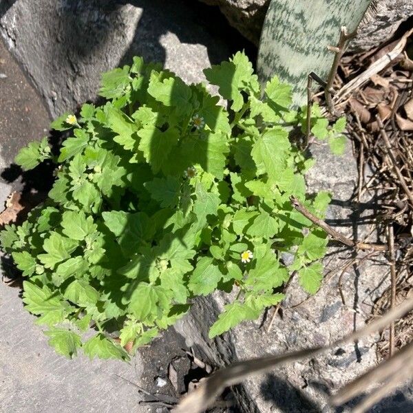 Shortray Rockdaisy (Perityle Microglossa) Plant Care & How to Grow, Water
