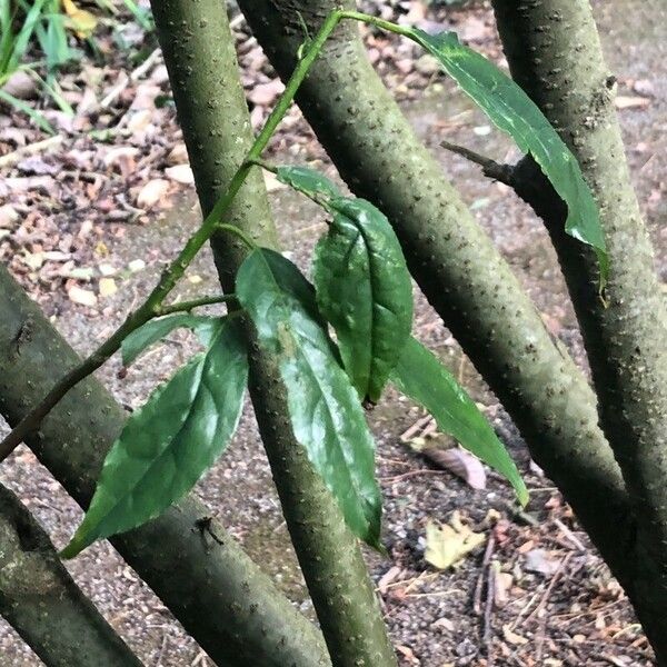 Perrottetia Racemosa Plant Care & How to Grow, Water