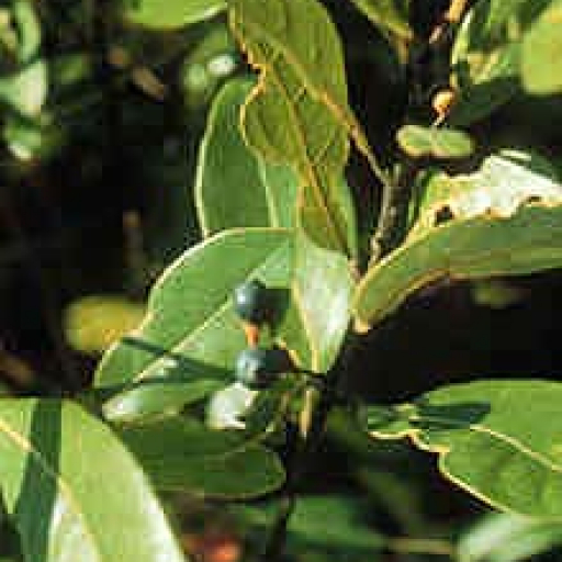 Persea Borbonia Plant Care & How to Grow, Water