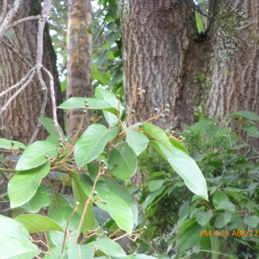 Wild Avocado Plant Care & How to Grow, Water