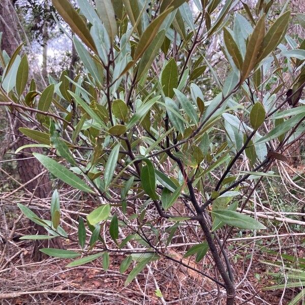 Peregrina (Jatropha Integerrima) Plant Care & How to Grow, Water