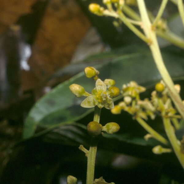 Persea Nivea Plant Care & How to Grow, Water