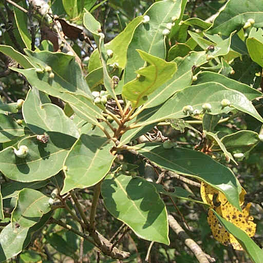 Persea Palustris Plant Care & How to Grow, Water