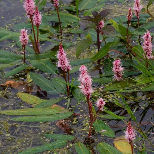 Water Smartweed (Persicaria Amphibia) Plant Care & How to Grow, Water