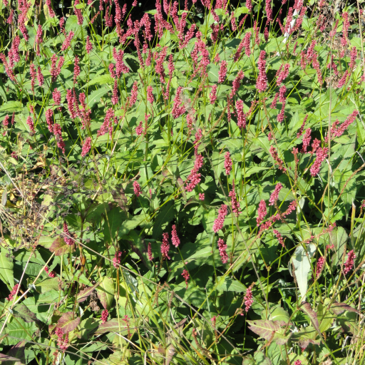 Red Bistort (Persicaria Amplexicaulis) Plant Care & How to Grow, Water