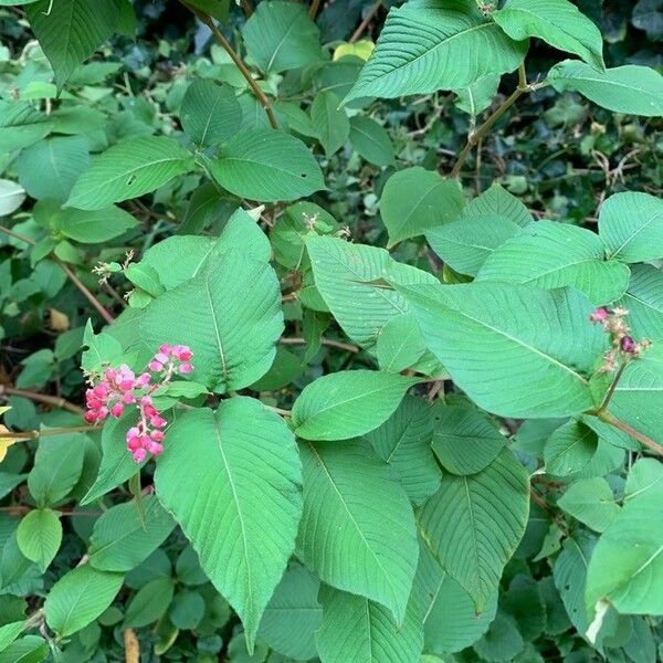 Lesser Knotweed (Persicaria Campanulata) Plant Care & How to Grow, Water
