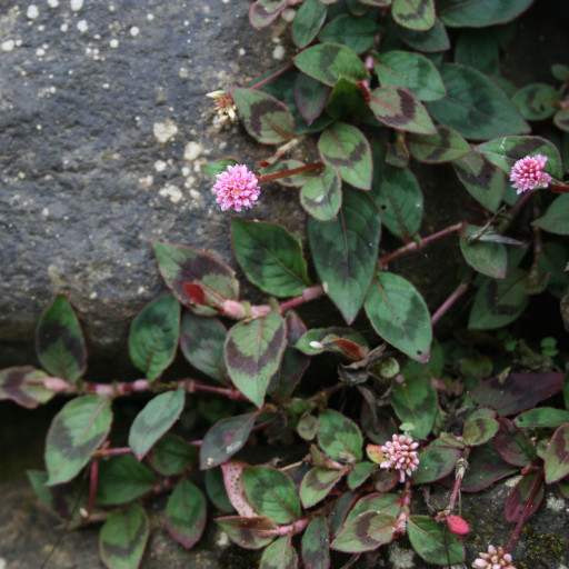 Pink-Headed Knotweed (Persicaria Capitata) Plant Care & How to Grow, Water