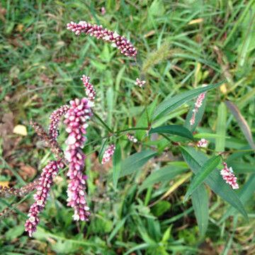 Carey's Smartweed (Persicaria Careyi) Plant Care & How to Grow, Water