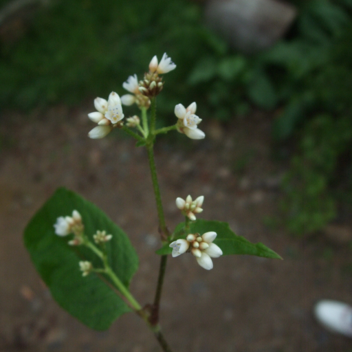 Chinese Knotweed (Persicaria Chinensis) Plant Care & How to Grow, Water