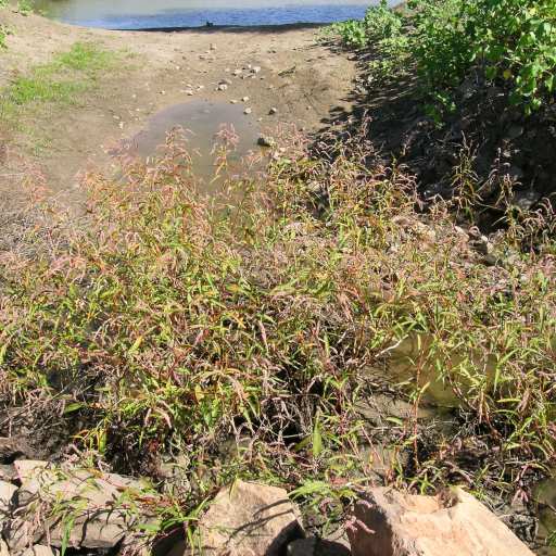 Slender Knotweed (Persicaria Decipiens) Plant Care & How to Grow, Water