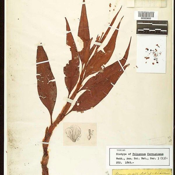 Persicaria Ferruginea Care Guide: Water, Soil & Propagation - Plantiary