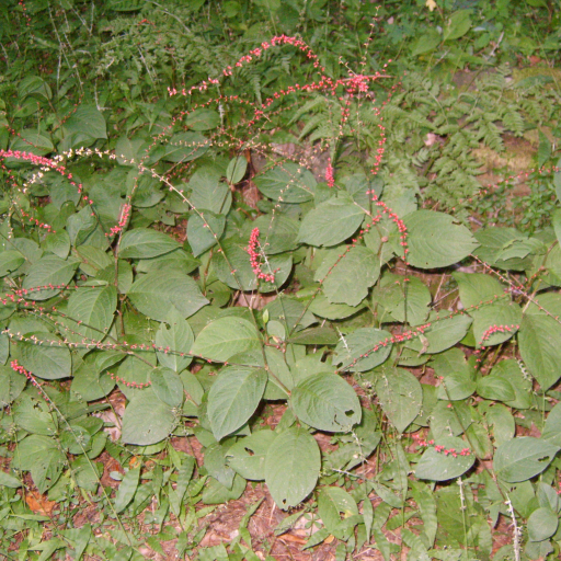 Loose-Spike Smartweed (Persicaria Filiformis) Plant Care & How to Grow ...
