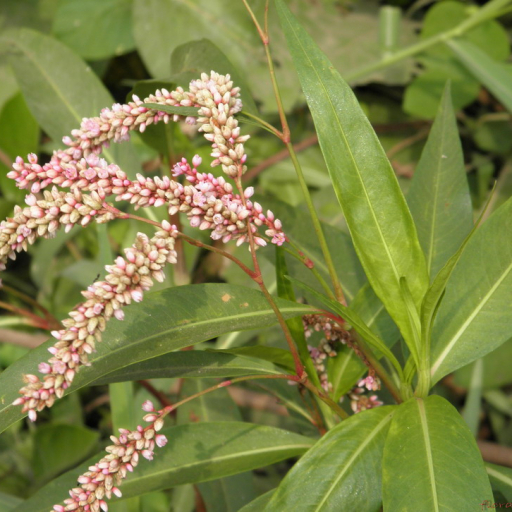 Puerto Rico Smartweed (Persicaria Glabra) Plant Care & How to Grow, Water