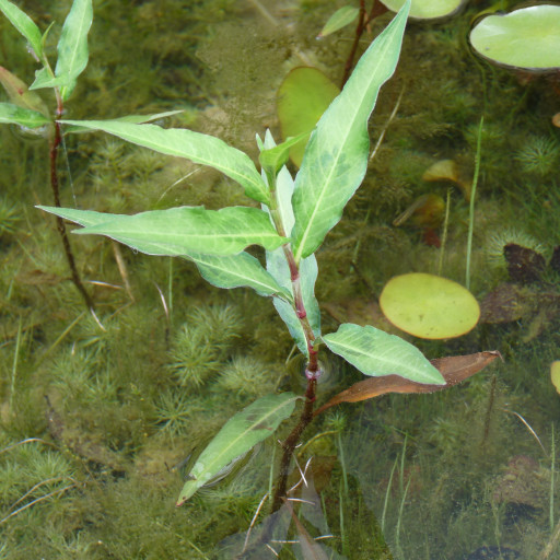 Water Pepper (Persicaria Hydropiper) Plant Care & How to Grow, Water