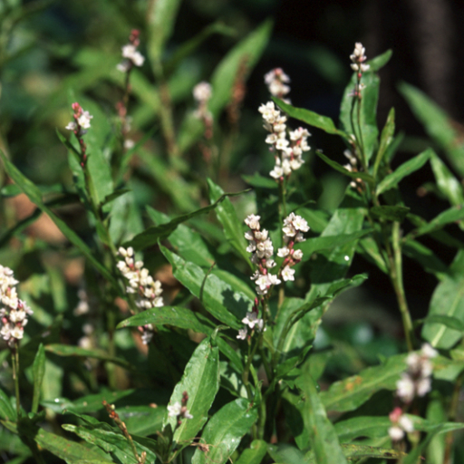 False Water-Pepper (Persicaria Hydropiperoides) Care Guide: Water, Soil ...