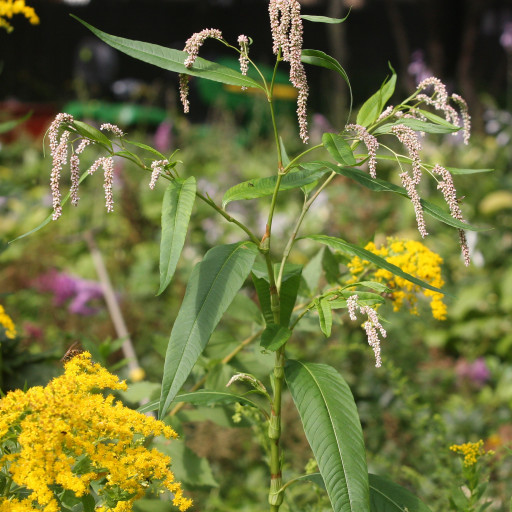 Pale Knotweed (Persicaria Lapathifolia) Plant Care & How to Grow, Water