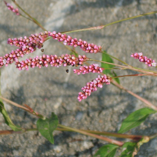 Bristly Lady's-Thumb (Persicaria Longiseta) Plant Care & How to Grow, Water