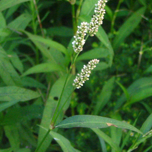 Red Shank (Persicaria Maculosa) Plant Care & How to Grow, Water
