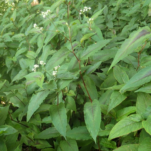 Knotweed 'Red Dragon' (Persicaria Microcephala) Plant Care & How to ...