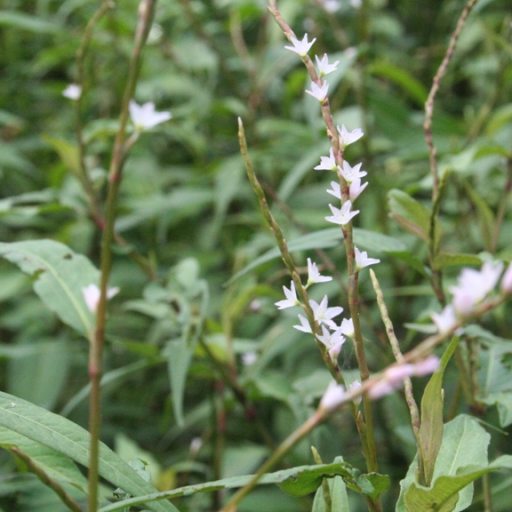 Minor Smartweed (Persicaria Minor) Plant Care & How to Grow, Water