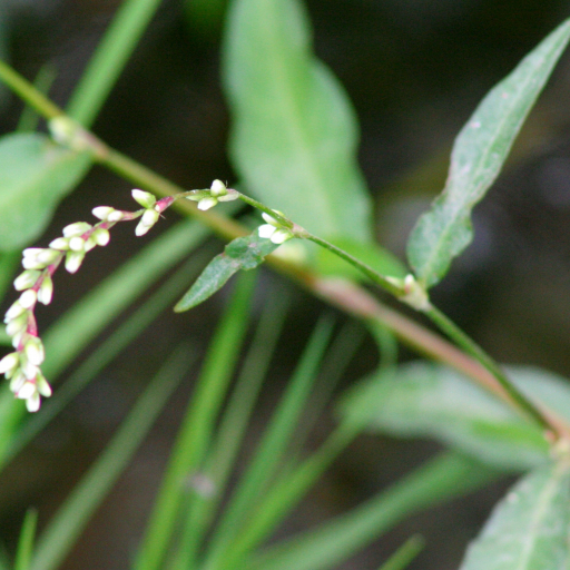 Tasteless Water-pepper (Persicaria Mitis) Plant Care & How to Grow, Water