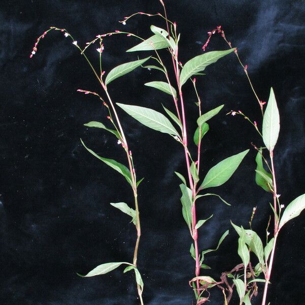 Pubescent Knotweed (Persicaria Pubescens) Plant Care & How to Grow, Water