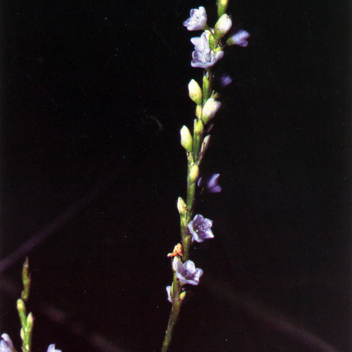 Dotted Smartweed (Persicaria Punctata) Plant Care & How to Grow, Water