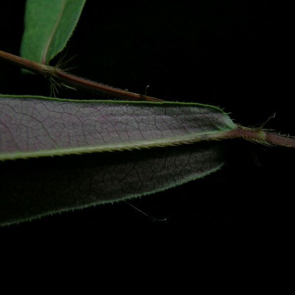 Spotted Knotweed (Persicaria Strigosa) Plant Care & How to Grow, Water