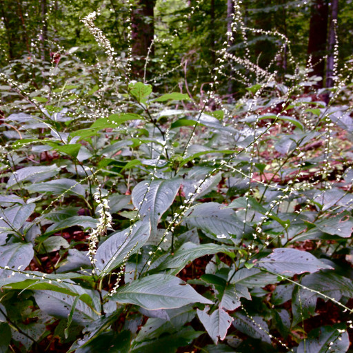 Jumpseed (Persicaria Virginiana) Plant Care & How to Grow, Water